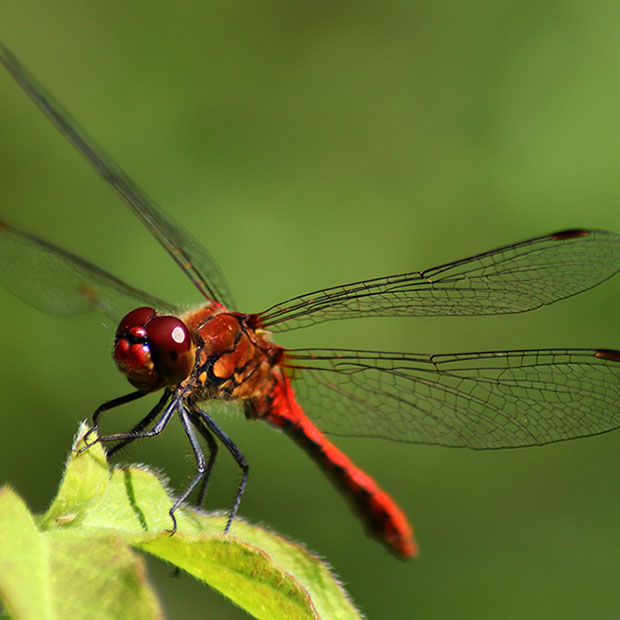 Strange and Fascinating Animal Eyes – Lithia Springs GA | Tulman Eye Group