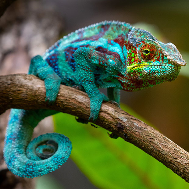 The Fascinating World of Animal Eyesight – Lithia Springs GA | Tulman ...